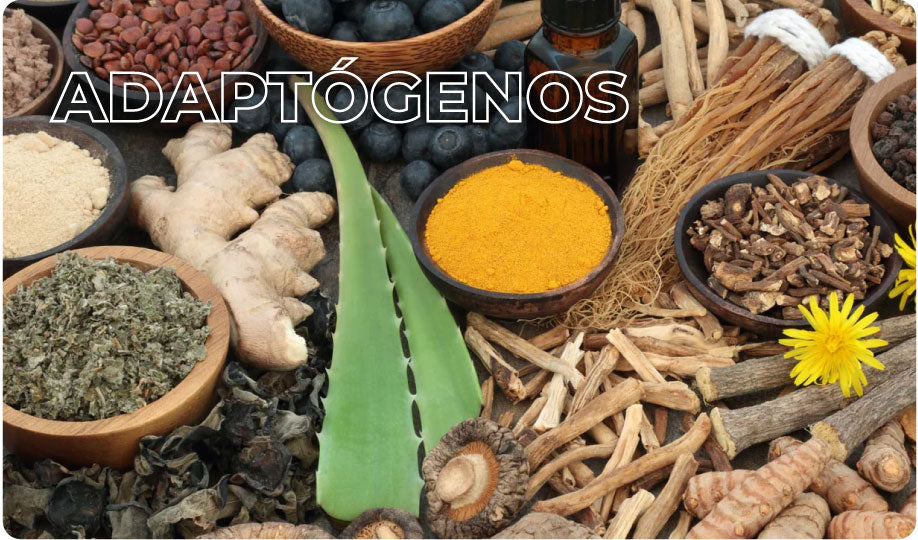 Beneficios de los Adaptógenos: Qué Son y Cómo Ayudan a tu Cuerpo ...